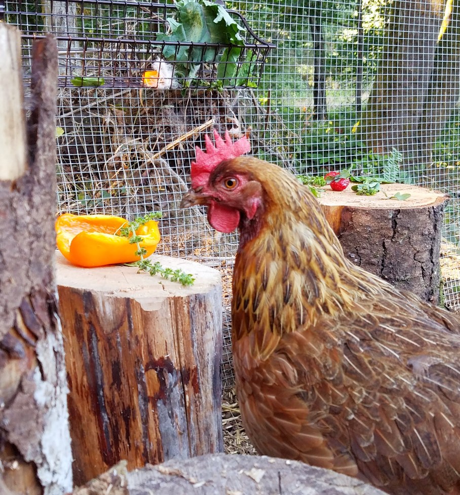 Chicken Run Playground – The Artful Roost