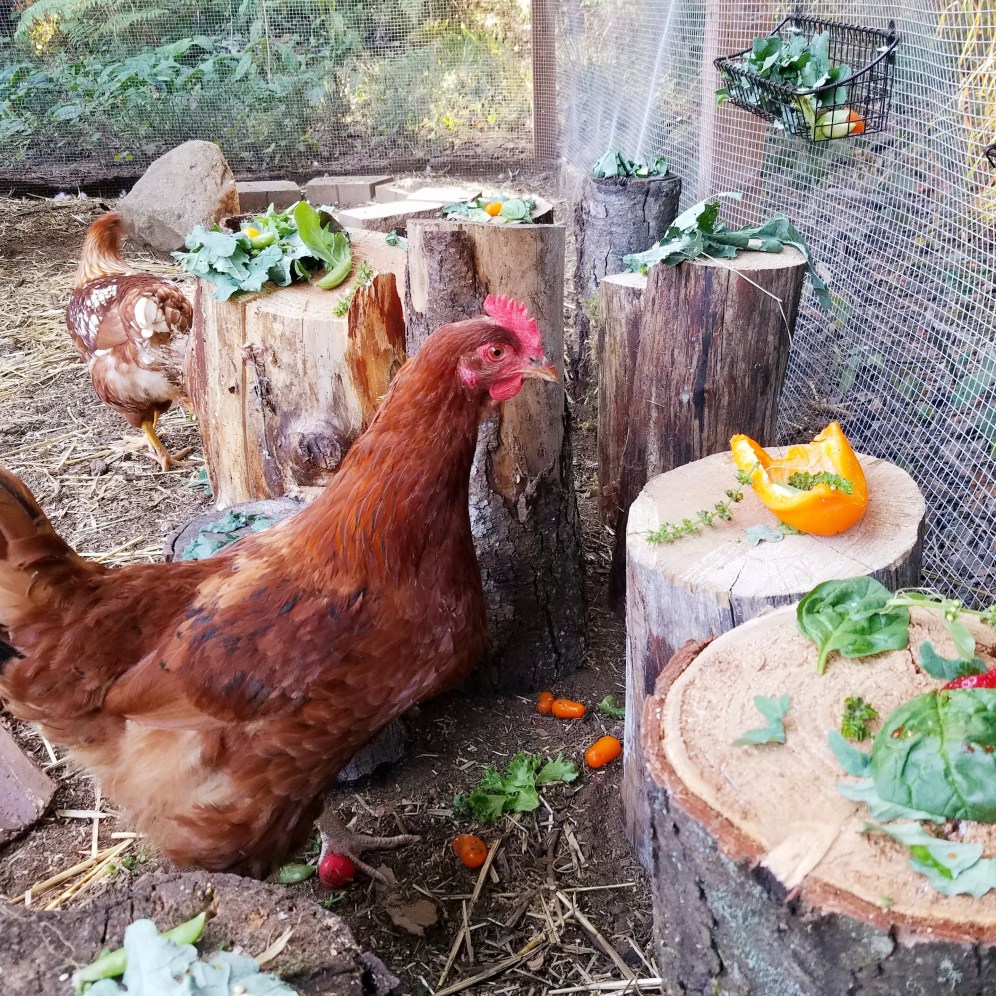 Chicken Run Playground – The Artful Roost