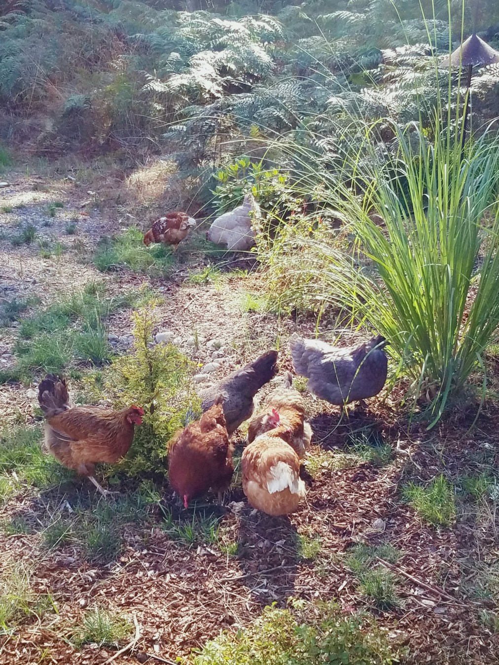 Chicken Run Playground – The Artful Roost