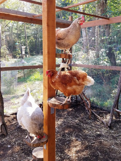 Chicken Run Playground – The Artful Roost
