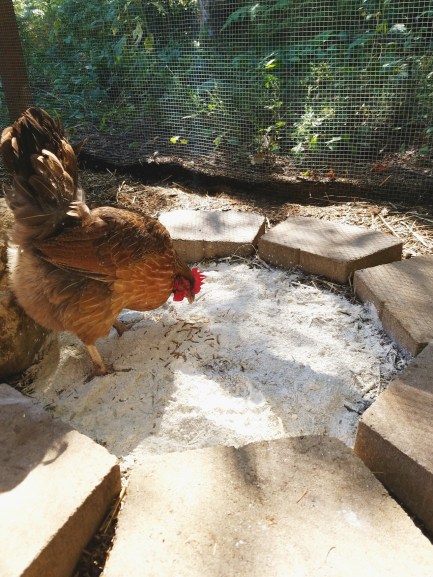 Chicken Run Playground – The Artful Roost