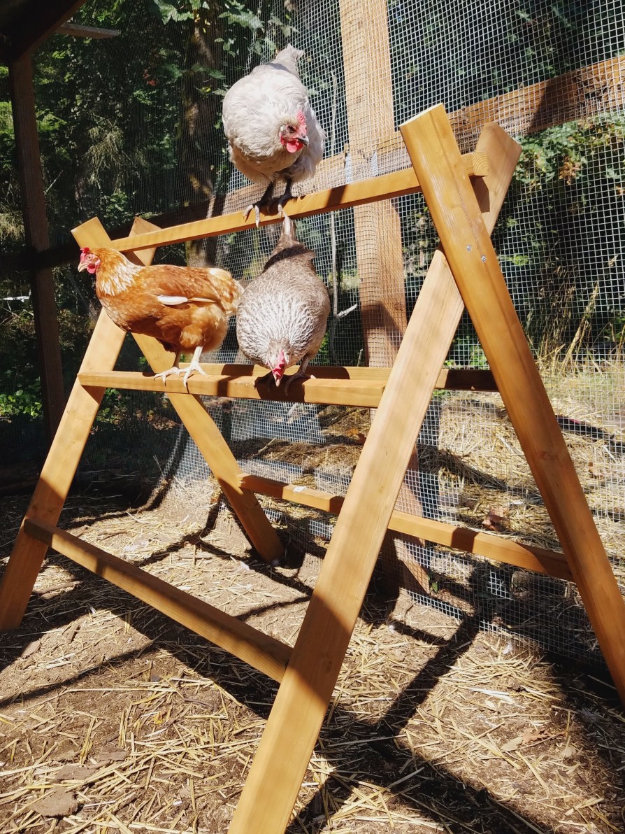 Chicken Run Playground – The Artful Roost