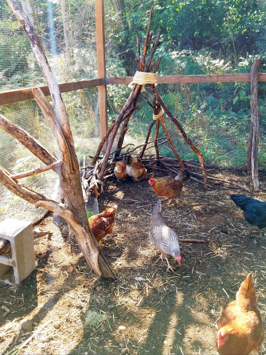 Chicken Run Playground – The Artful Roost